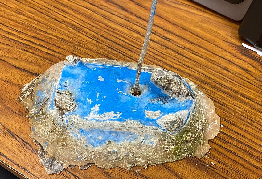 Lost turtle tag turns up in Florida Keys | Your Observer