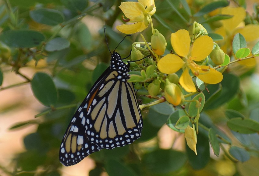 Your Observer | Photo - A monarch butterfly lands on Bahama senna, a ...