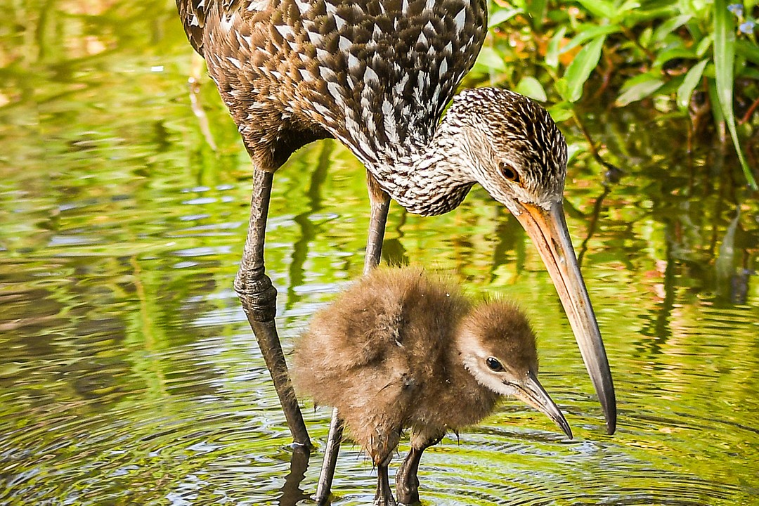 Limpkins learn to thrive | Your Observer