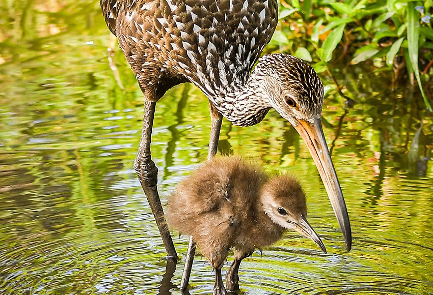 Wild Florida: Limpkins learn to thrive | Your Observer