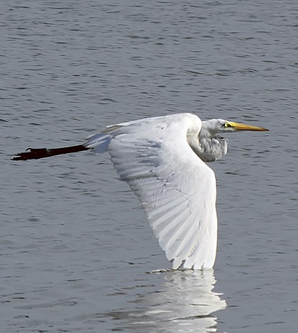 09.24.15 Winner: Patrick Turner | West Orange Times & Observer