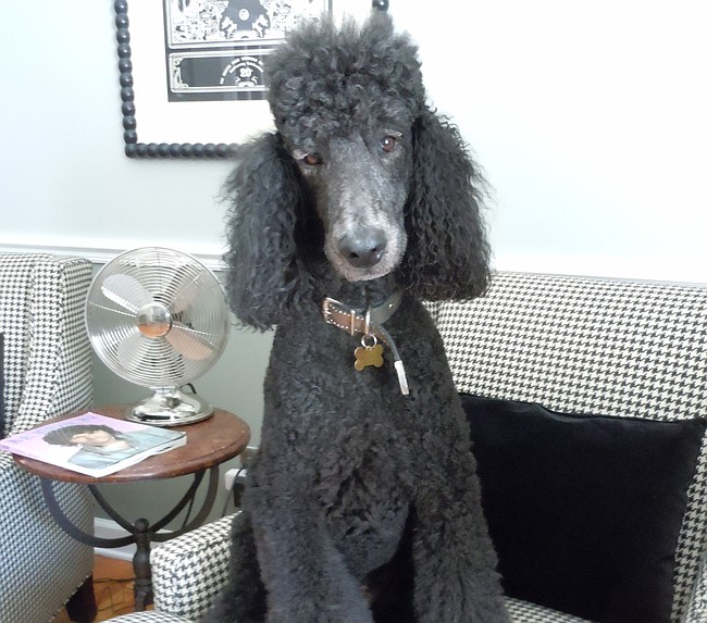 Working dog profiles | West Orange Times & Observer