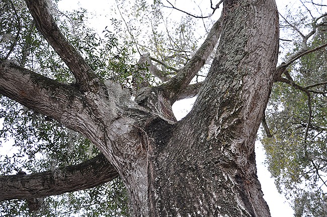 Winter Park tree policy sprouts controversy | West Orange Times & Observer