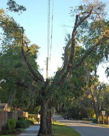 V-shaped trees cause uproar | West Orange Times & Observer