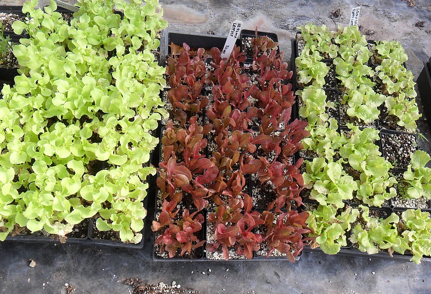 Tom Carey: Sowing safe seeds | West Orange Times & Observer