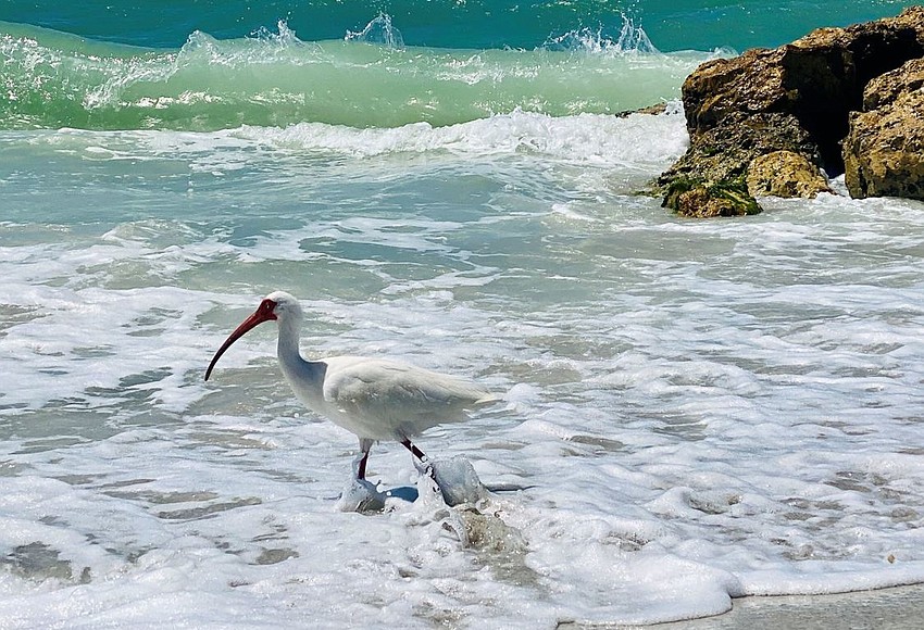 Longboat Key weather page photo: June 9 | Your Observer