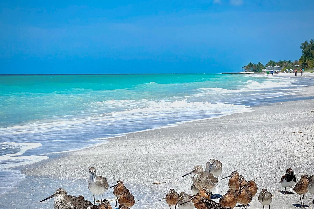 Longboat Key weather page photo: August 11 | Your Observer