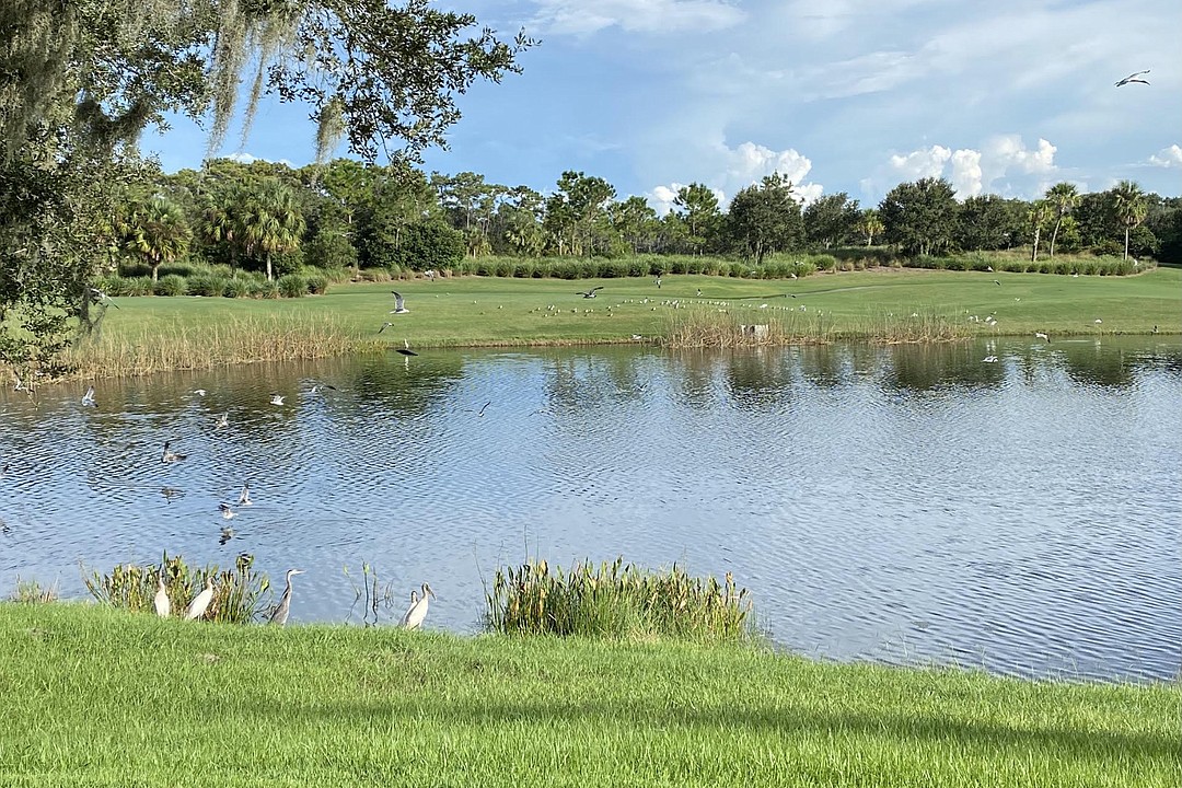 Dead fish are increasing in ponds around Lakewood Ranch | Your Observer