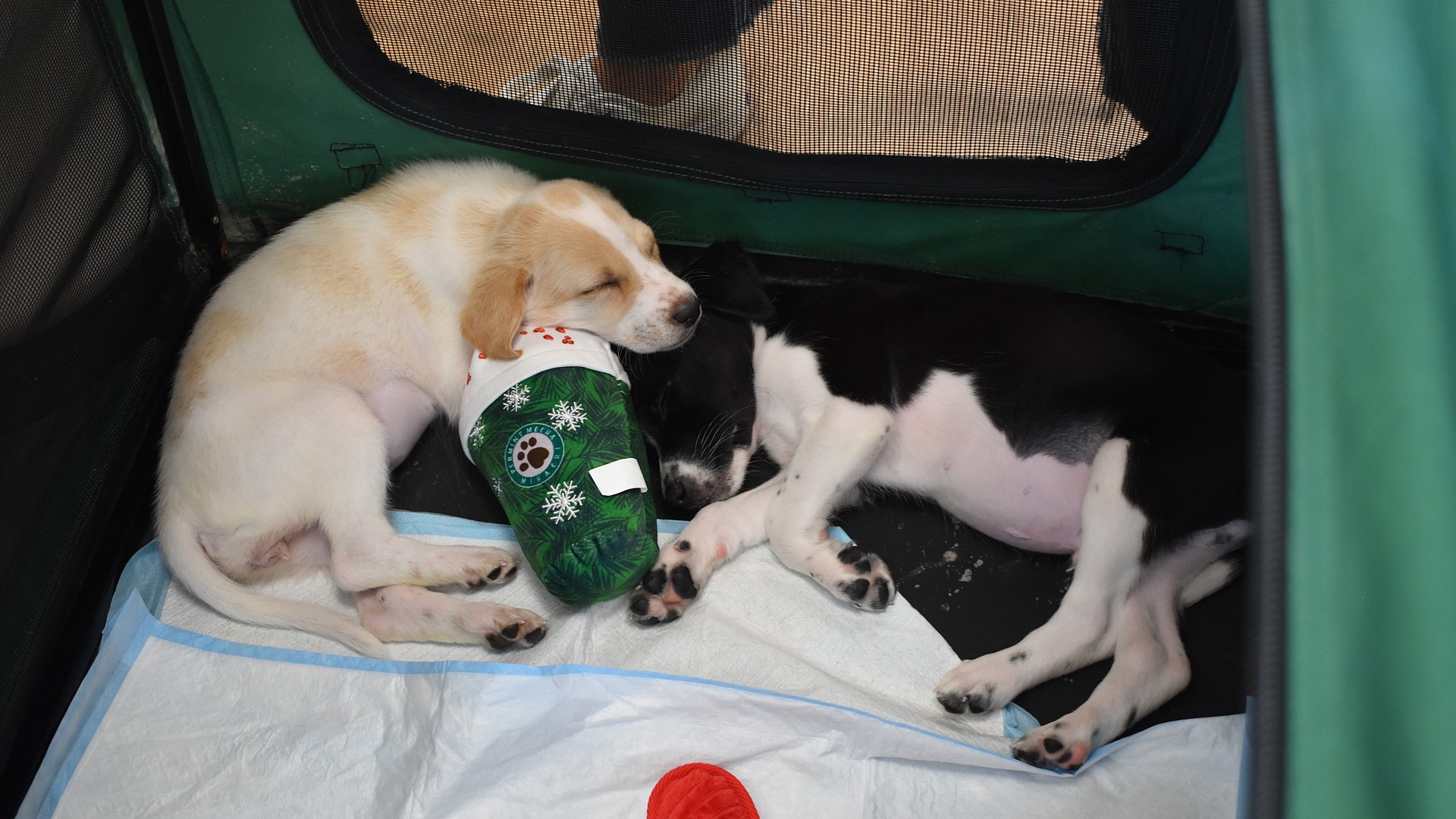 The UPS Store in Lakewood Ranch celebrates grand opening | Your Observer