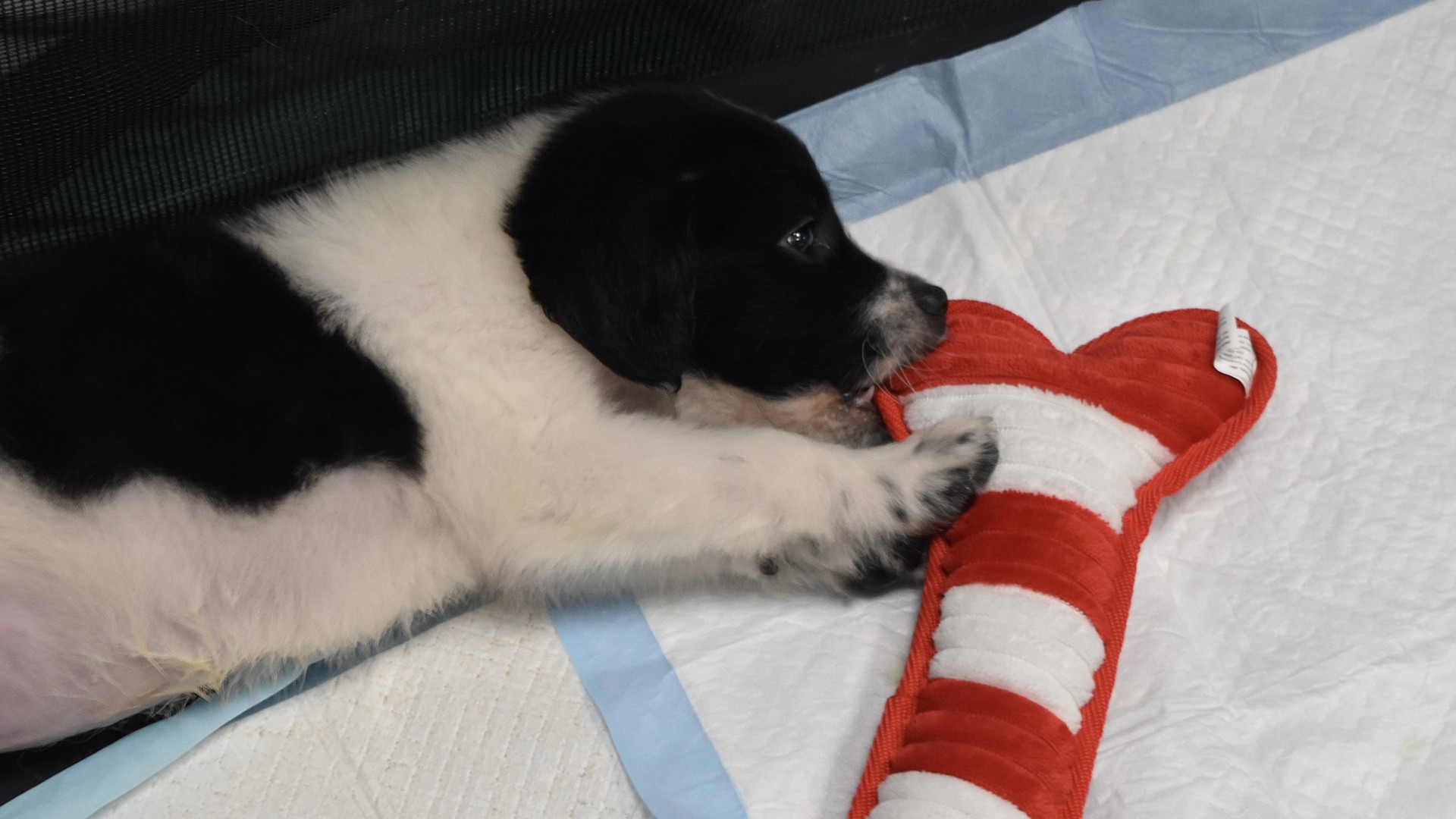 The UPS Store in Lakewood Ranch celebrates grand opening | Your Observer