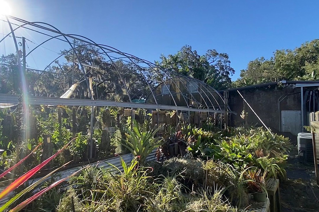 Selby Gardens sustains no significant damage from Hurricane Ian | Your ...