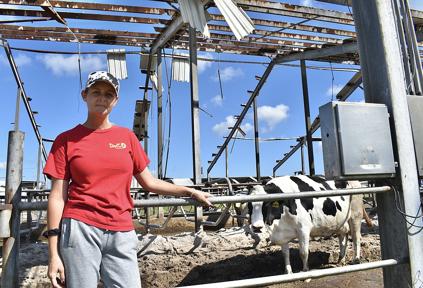 Approximately 200 cows at Myakka's Dakin Dairy Farms die in Hurricane ...