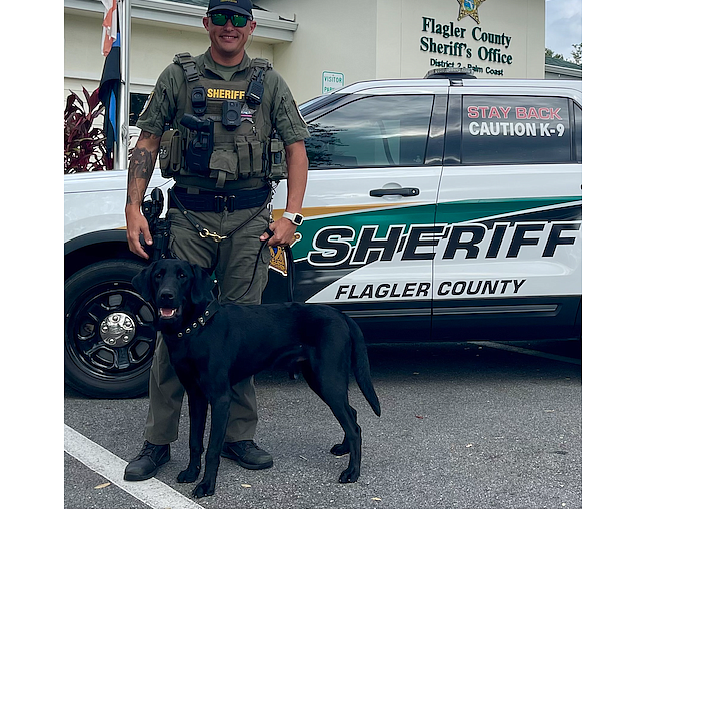 Help the Flagler County Sheriff's Office name its newest explosives detection K9 | Observer ...