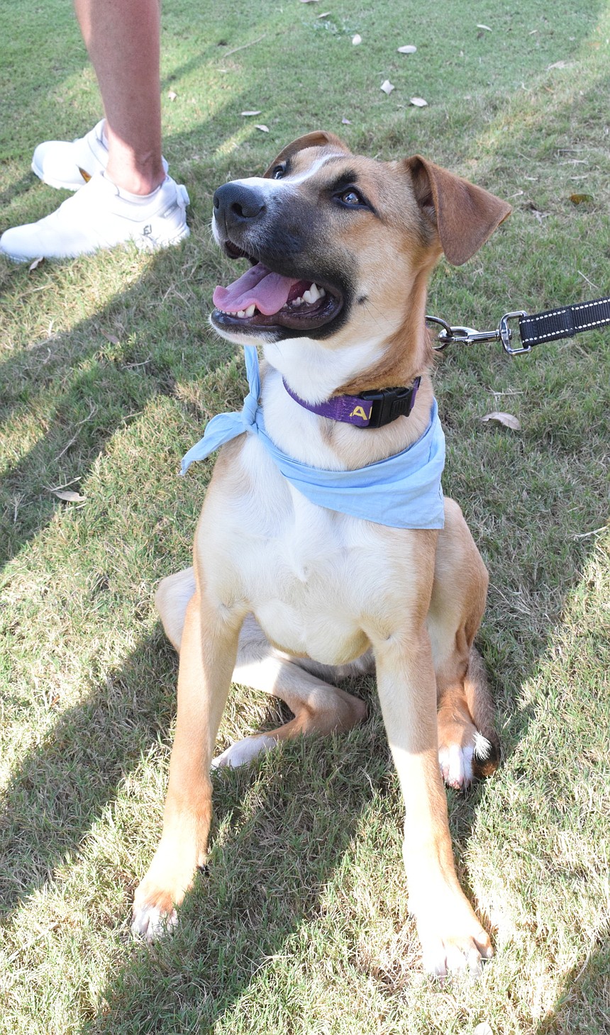 Lots of love shown at Humane Society at Lakewood Ranch's Putts Fore ...