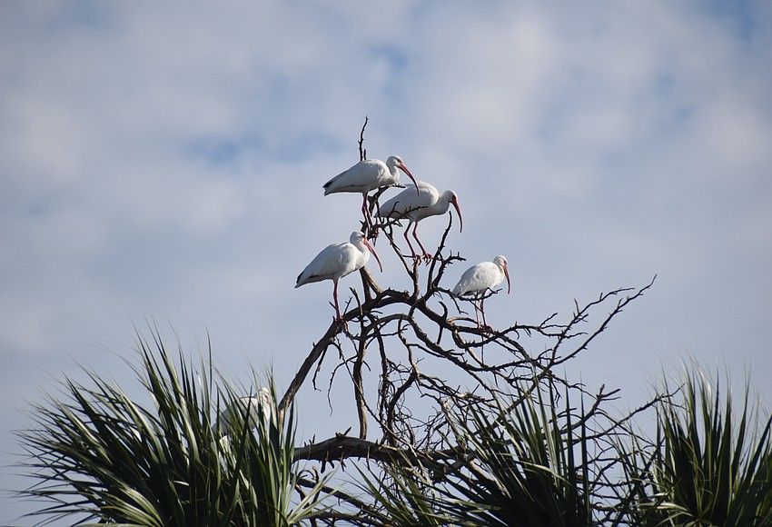 Your Observer | Photo - White ibis are a common but pretty sight on ...