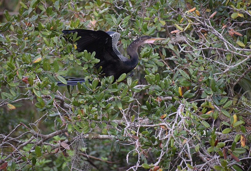 Your Observer | Photo - a male anhinga, known as a snake bird, takes ...