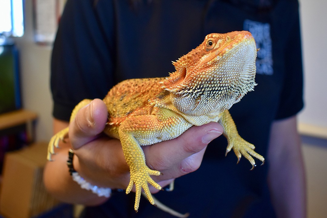 Classroom pets play key role in school’s success story | Your Observer