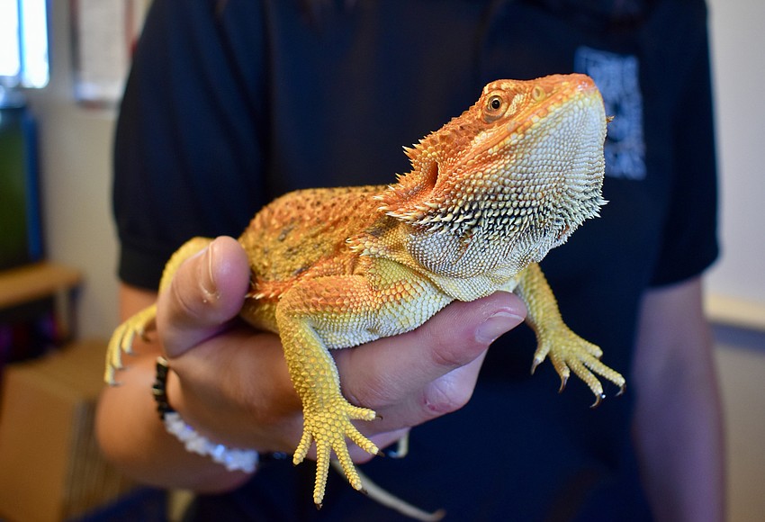 Classroom pets play key role in school’s success story | Your Observer