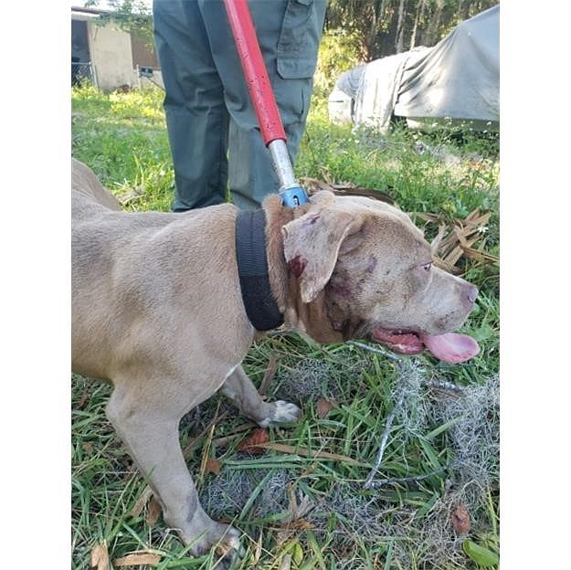 Man arrested on aggravated animal cruelty charges in connection with ...