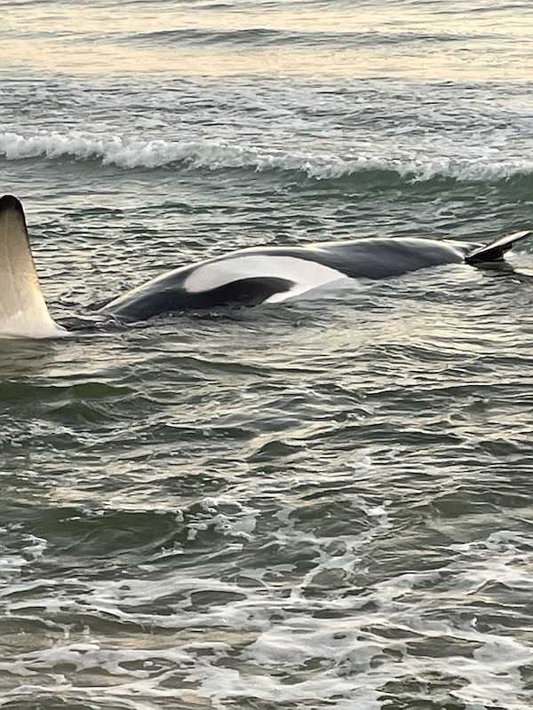 Orca washes up on Flagler County beach, first one on record | Observer ...