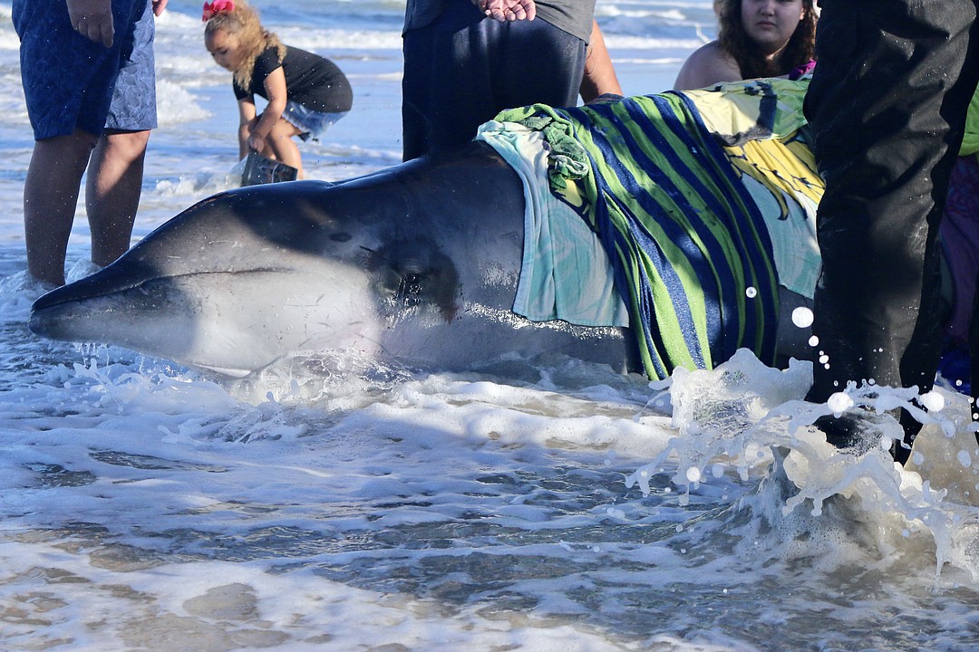 Deep-sea whale species washes up on Flagler Beach in rare stranding ...