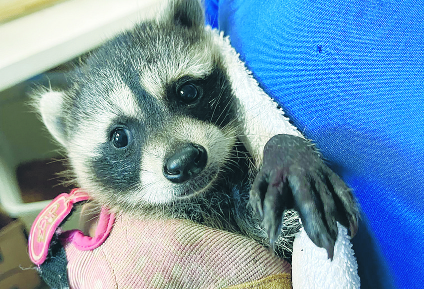 Wildlife mortality peaks on Reams Road | West Orange Times & Observer