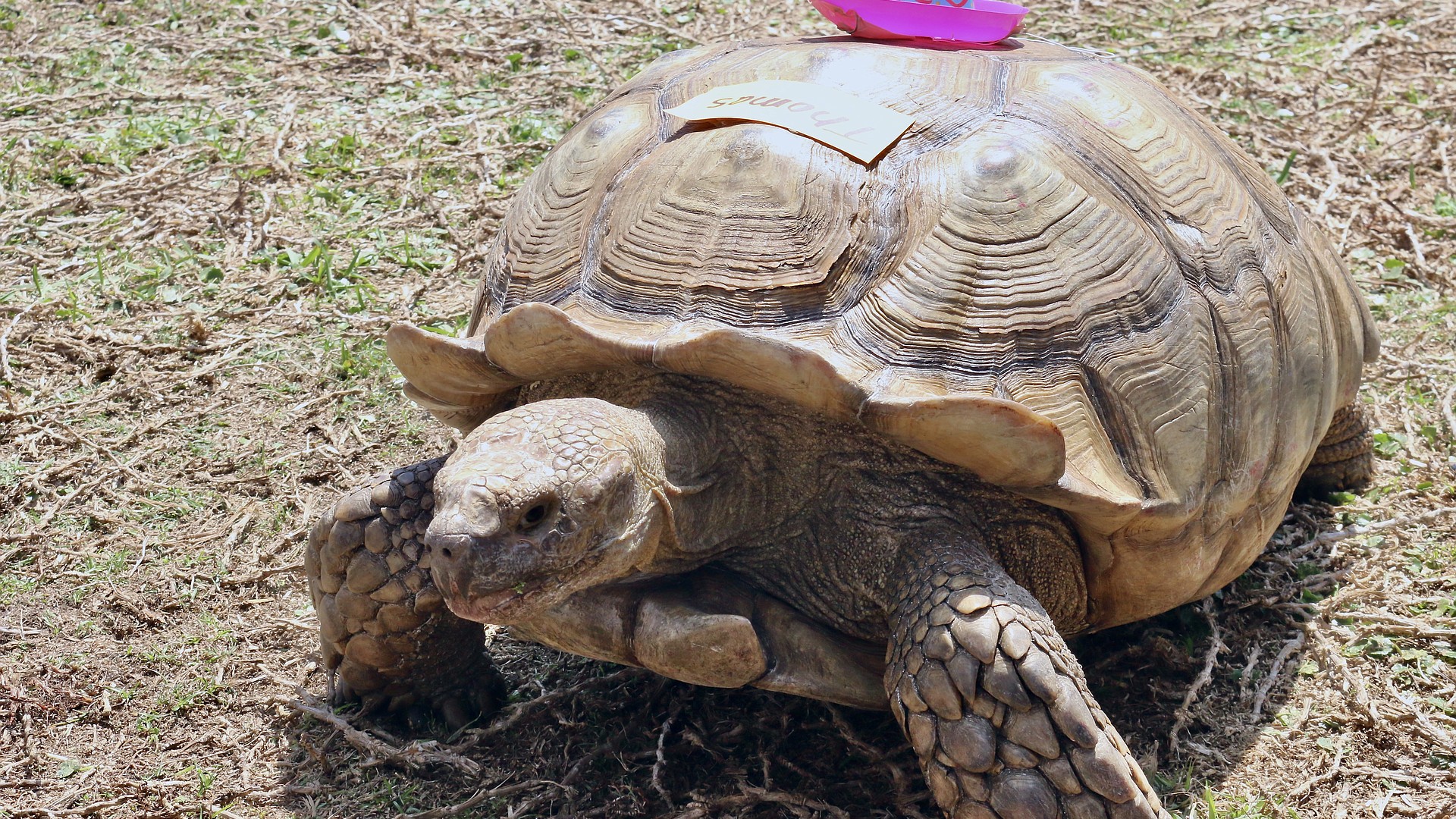 Turtle and tortoise fans take over for Turtle Fest | Observer Local ...