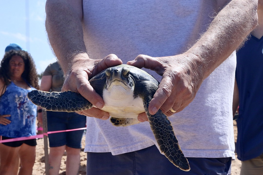 Turtle and tortoise fans take over for Turtle Fest | Observer Local ...