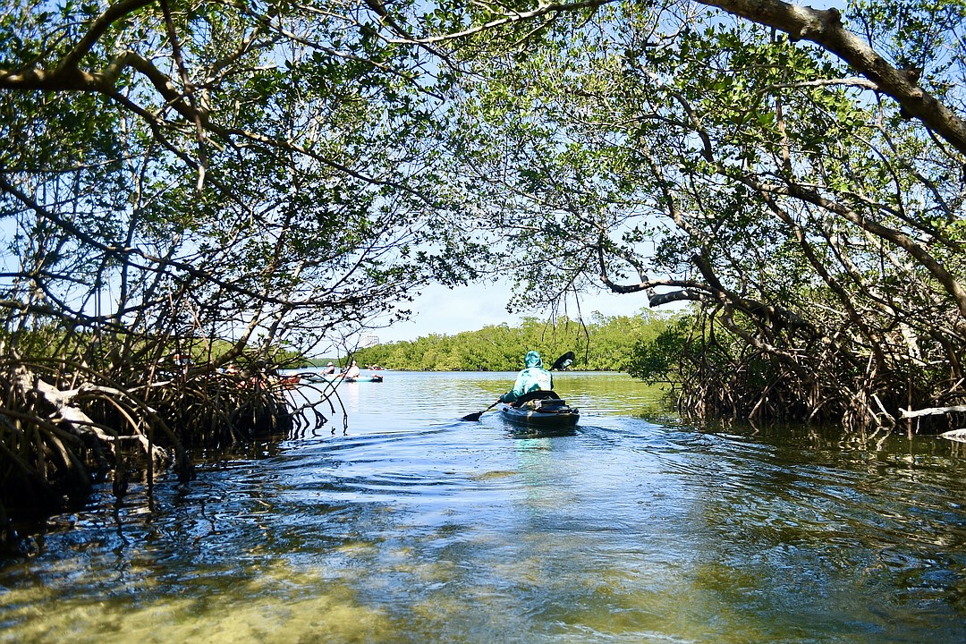 An exploration of Lido’s mangrove tunnels reveals heart of our coastal ...