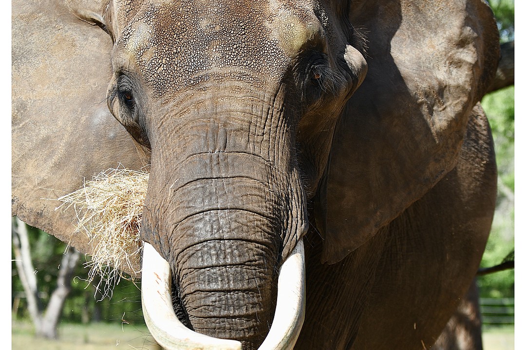 Get up close with elephants in one ranch’s conservation mission | Your ...