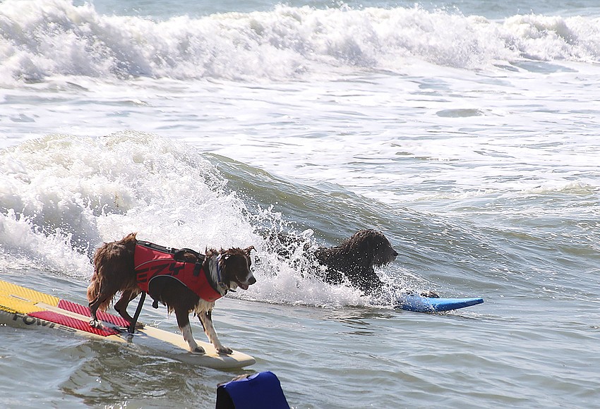 Surf's pup: Goldendoodle Charlie Brown scores perfect 10 at Hang 8 Dog ...