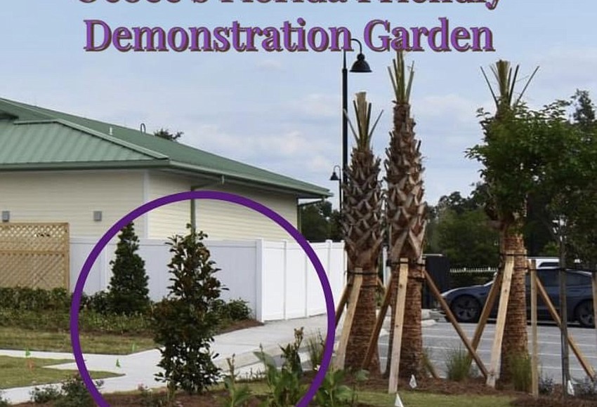 Ocoee PD asking for information regarding stolen tree | West Orange ...