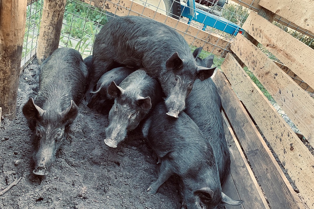 Manatee County tries to curb feral hog population | Your Observer