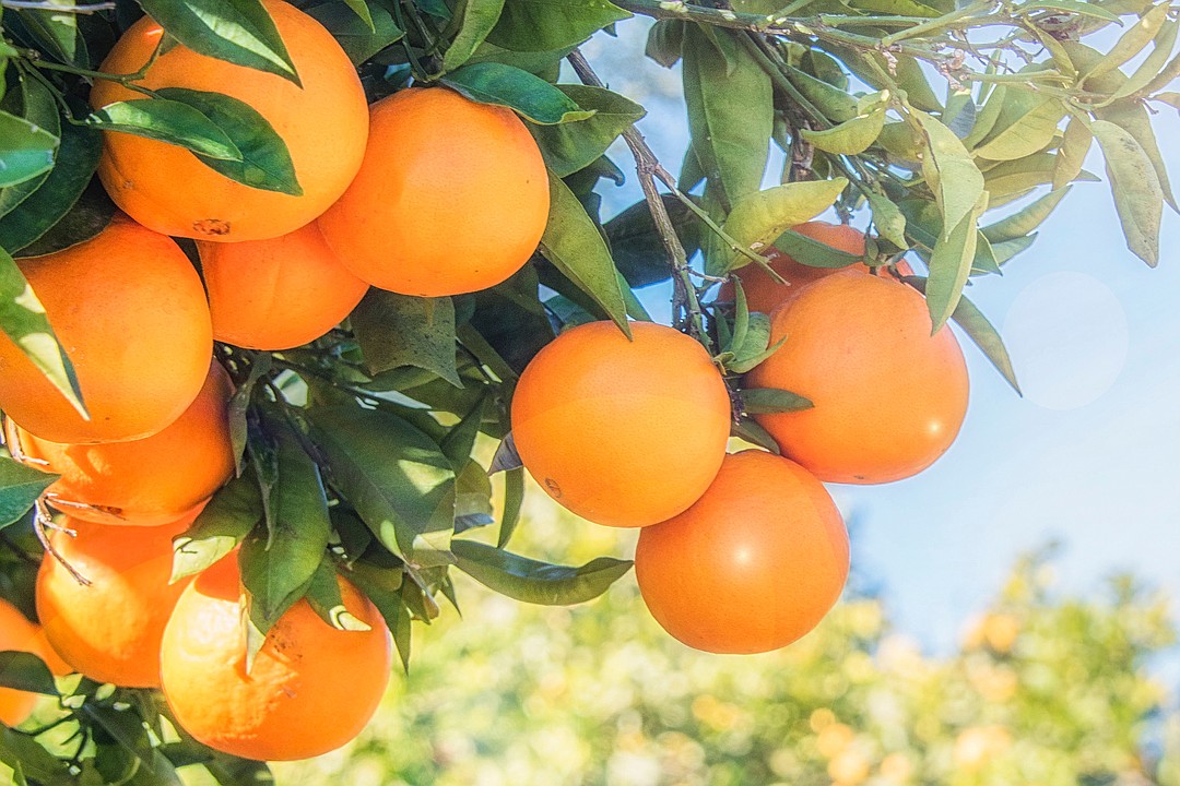 Citrus growers end troubled season | Observer Local News | Palm Coast ...