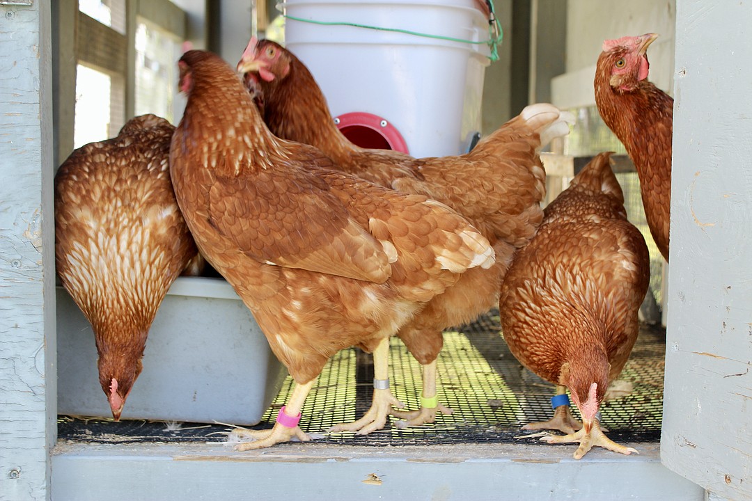 Sentinel chickens used to monitor Manatee County mosquitos | Your Observer