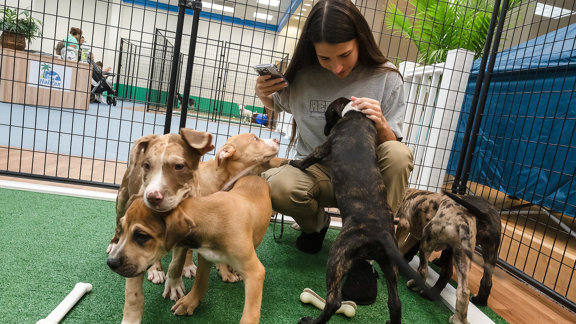 Shop and adopt: Halifax Humane Society holds Puppy Preview at the ...