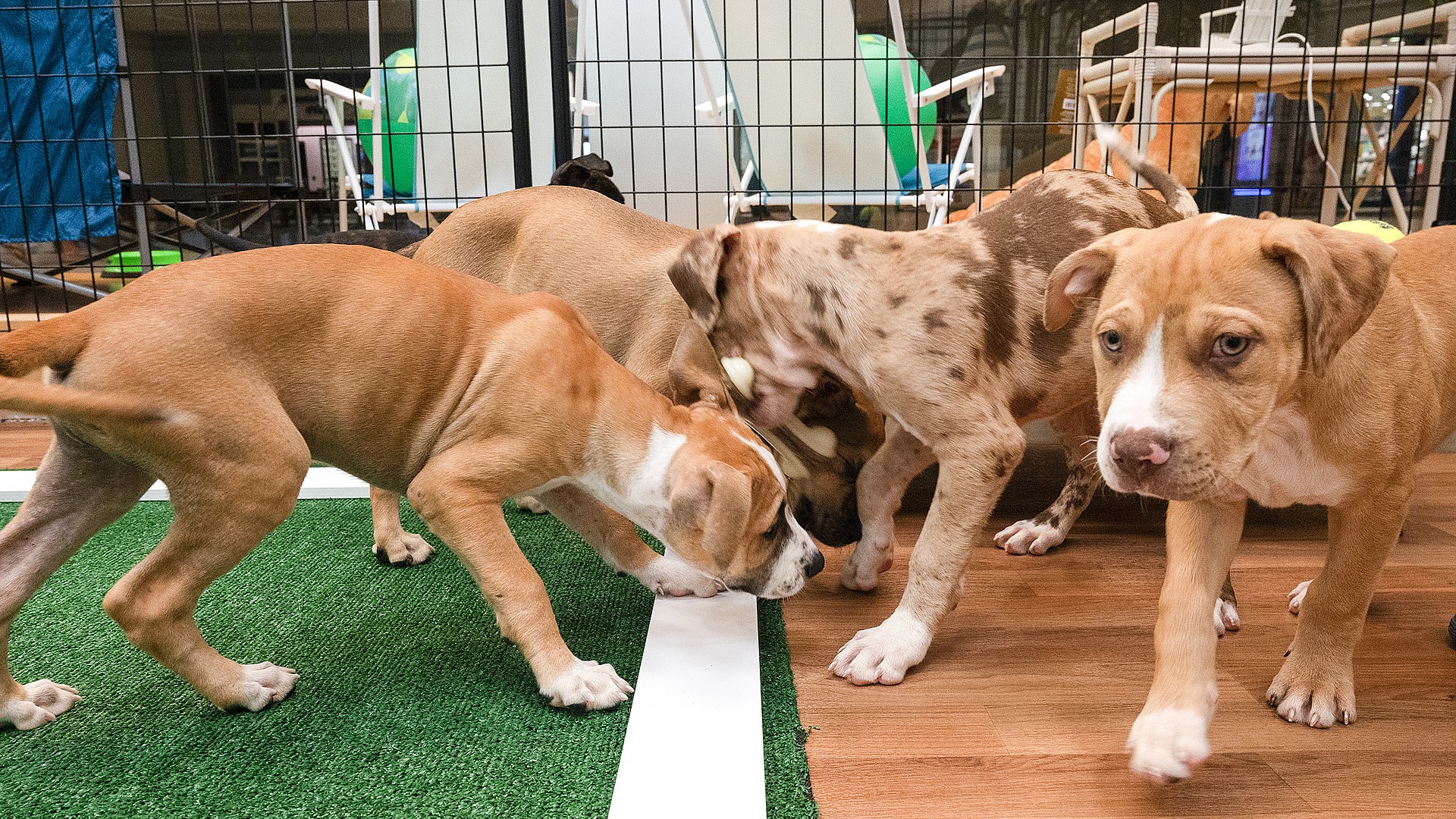 Shop and adopt: Halifax Humane Society holds Puppy Preview at the ...