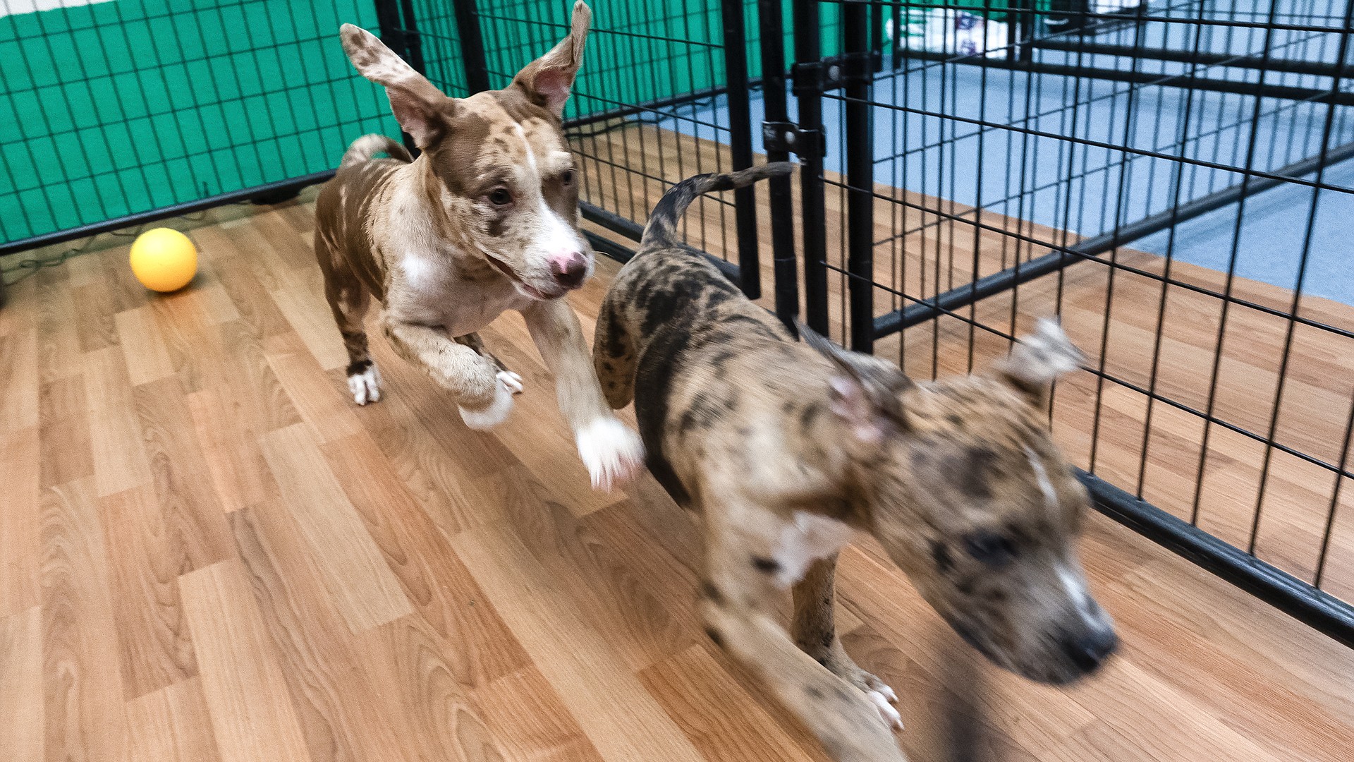 Shop and adopt: Halifax Humane Society holds Puppy Preview at the ...