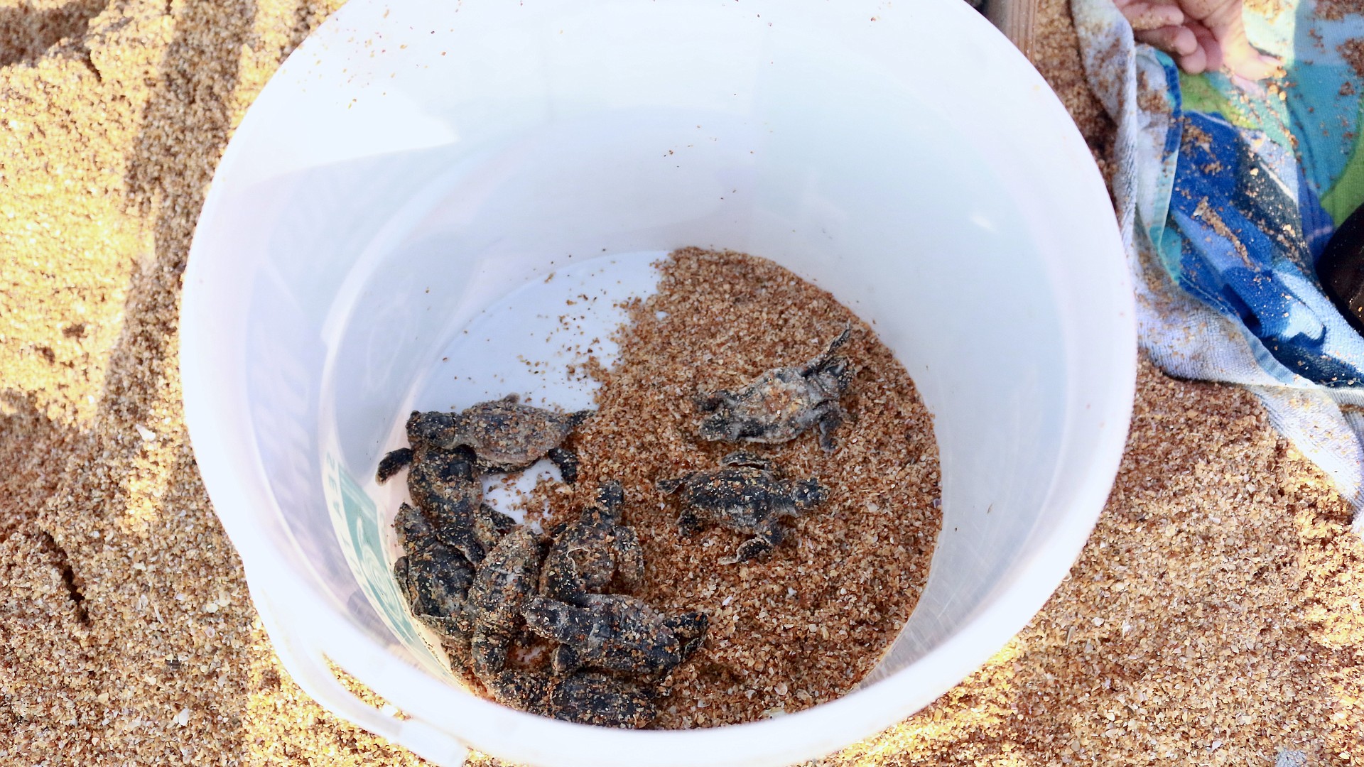 Turtle Power: Turtle Patrol volunteers check empty nests for surviving ...