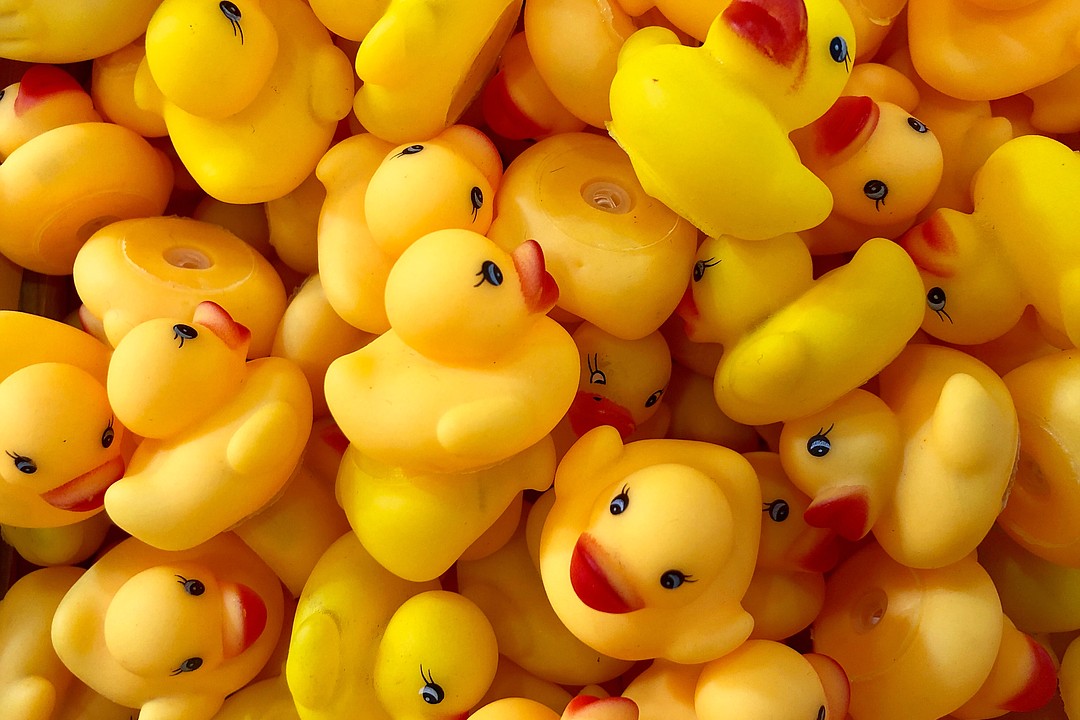 Calendar: Elks Lodge to host 'duck drop' | Observer Local News | Palm ...