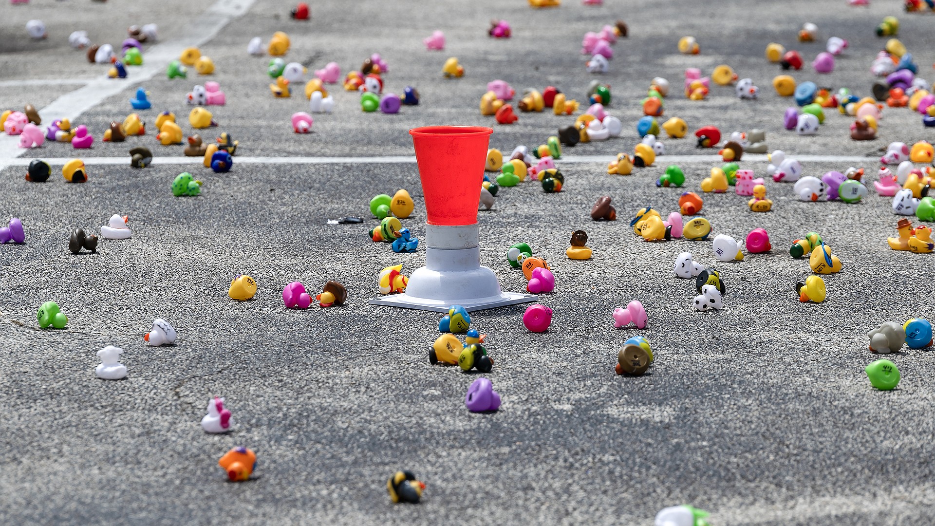 Duck drop a success at the Elks Lodge | Observer Local News | Palm ...