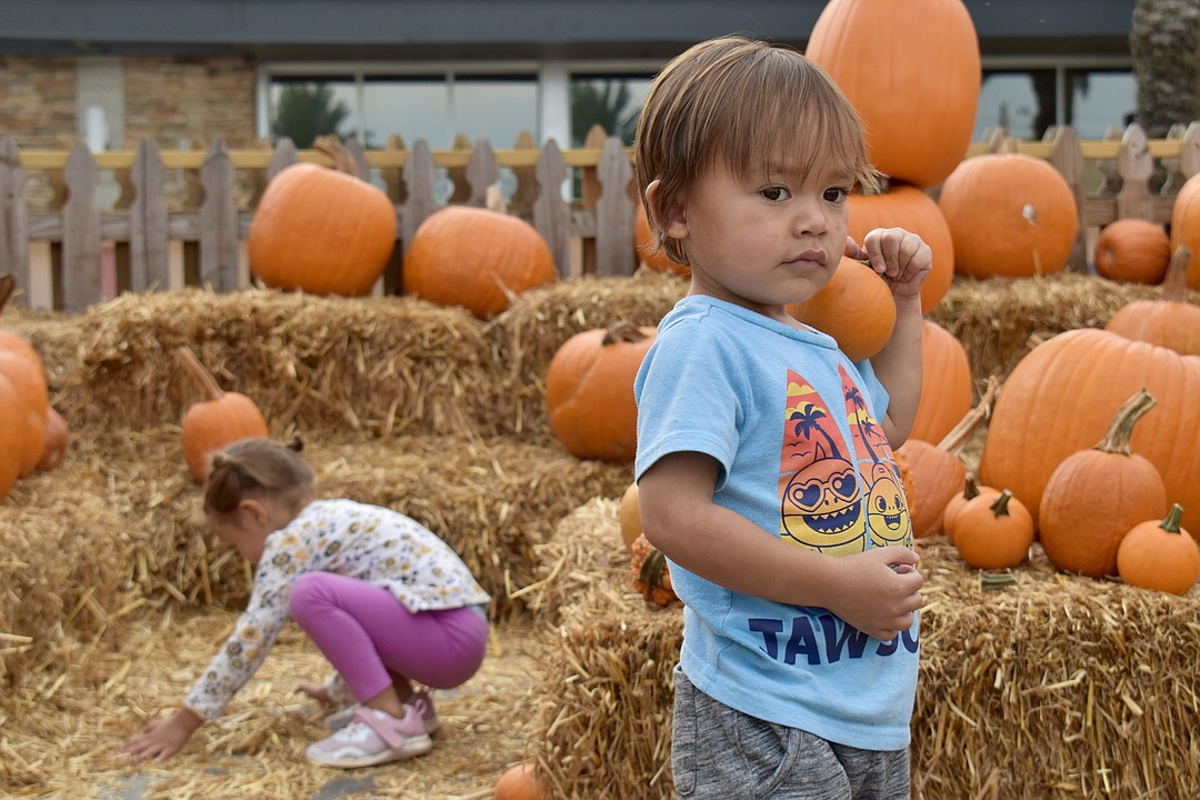 UTC Night Market in Sarasota embraces the fall season | Your Observer