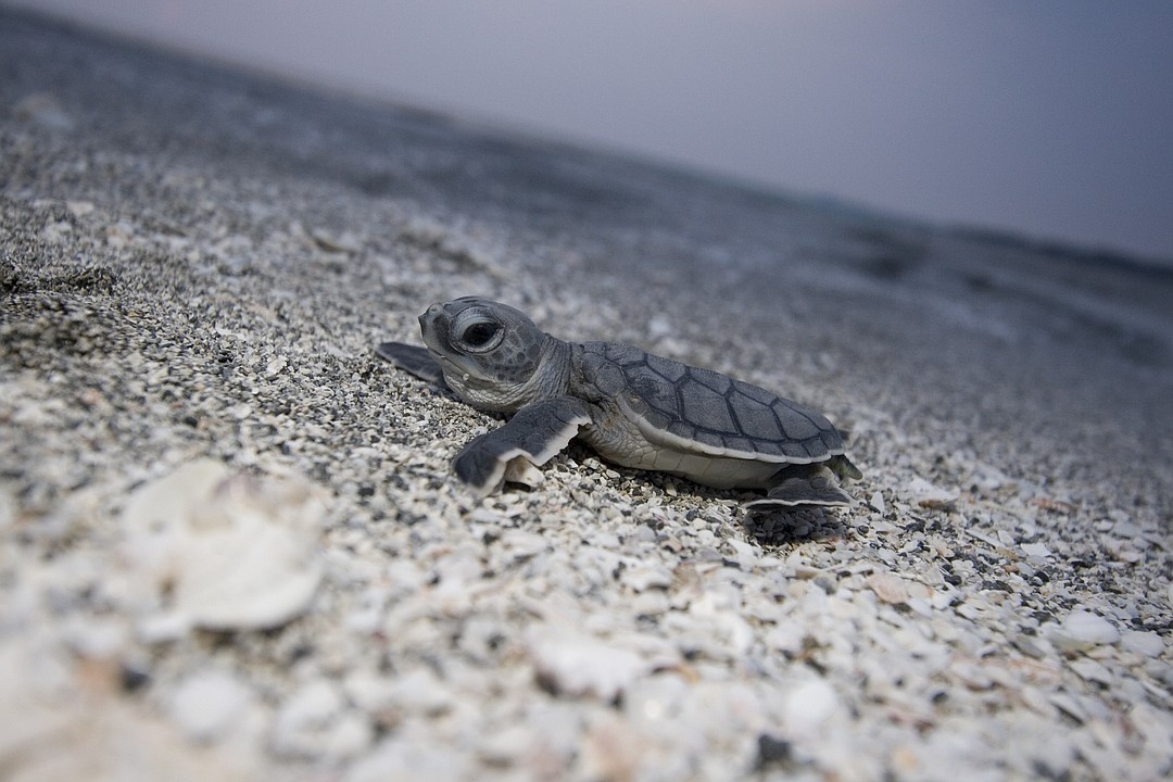 Sea turtle nesting season persisted despite high heat, hurricane | Your ...