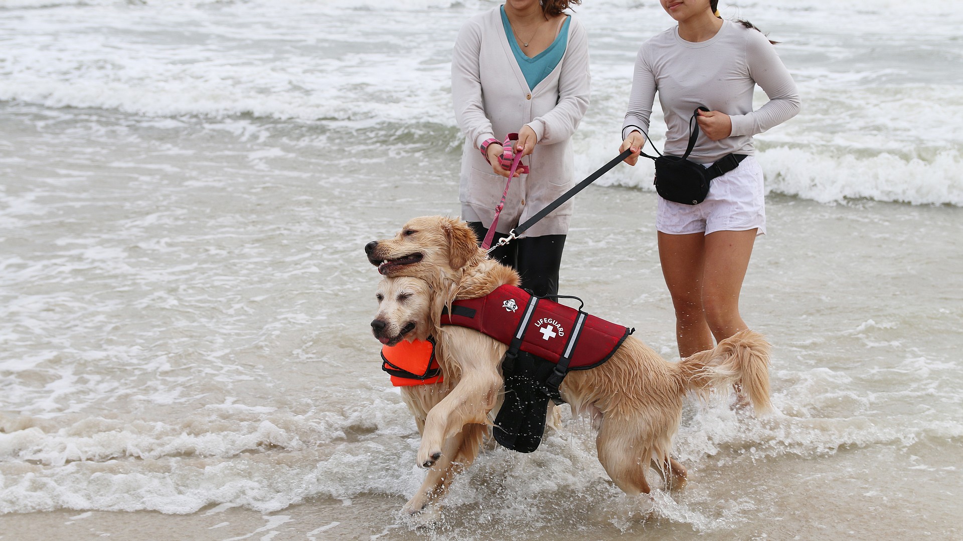A round of a-paws: Volusia celebrates launch of dog-friendly beach ...