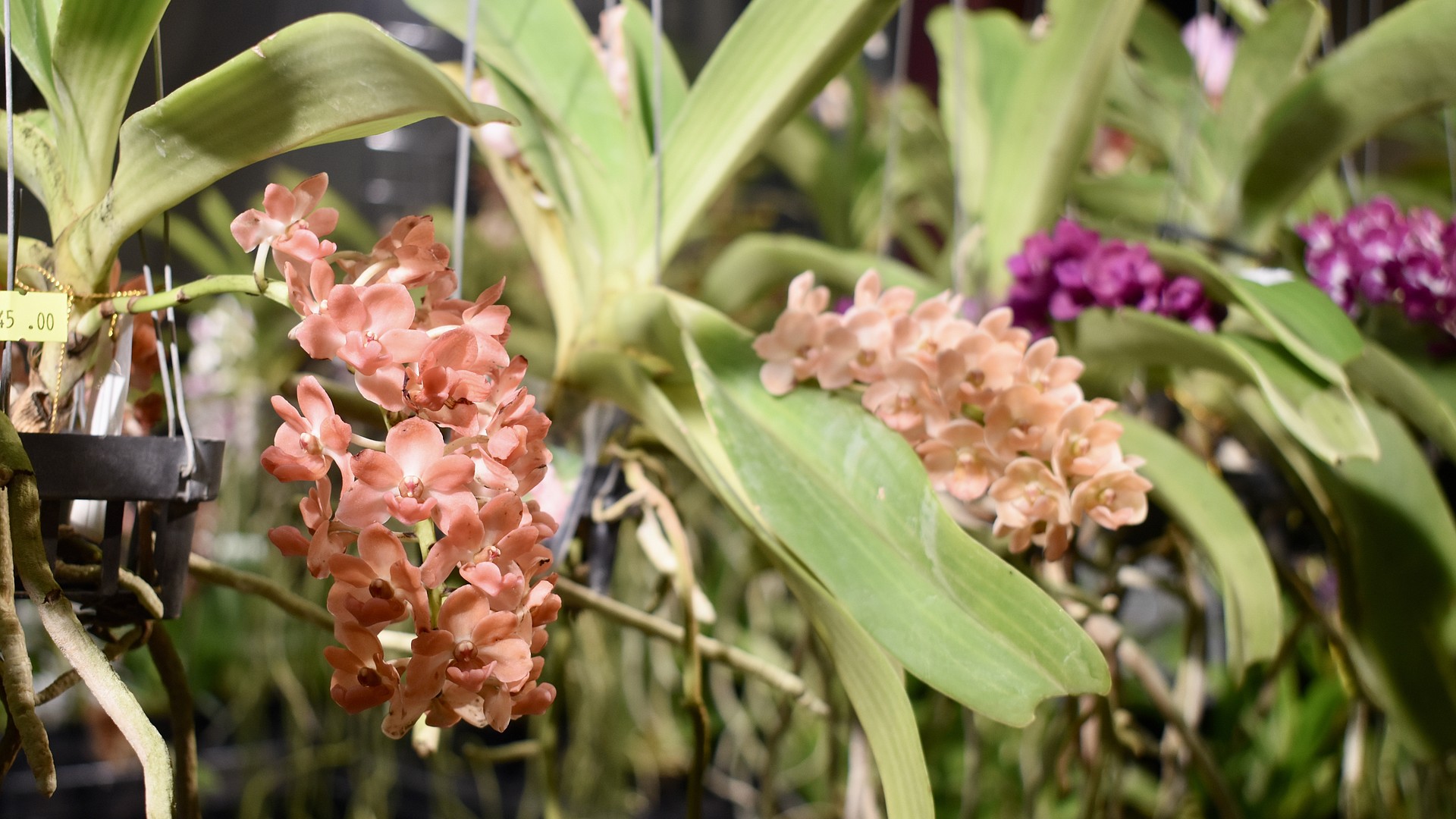 Orchids in Paradise show grows knowledge of the flowers | Your Observer
