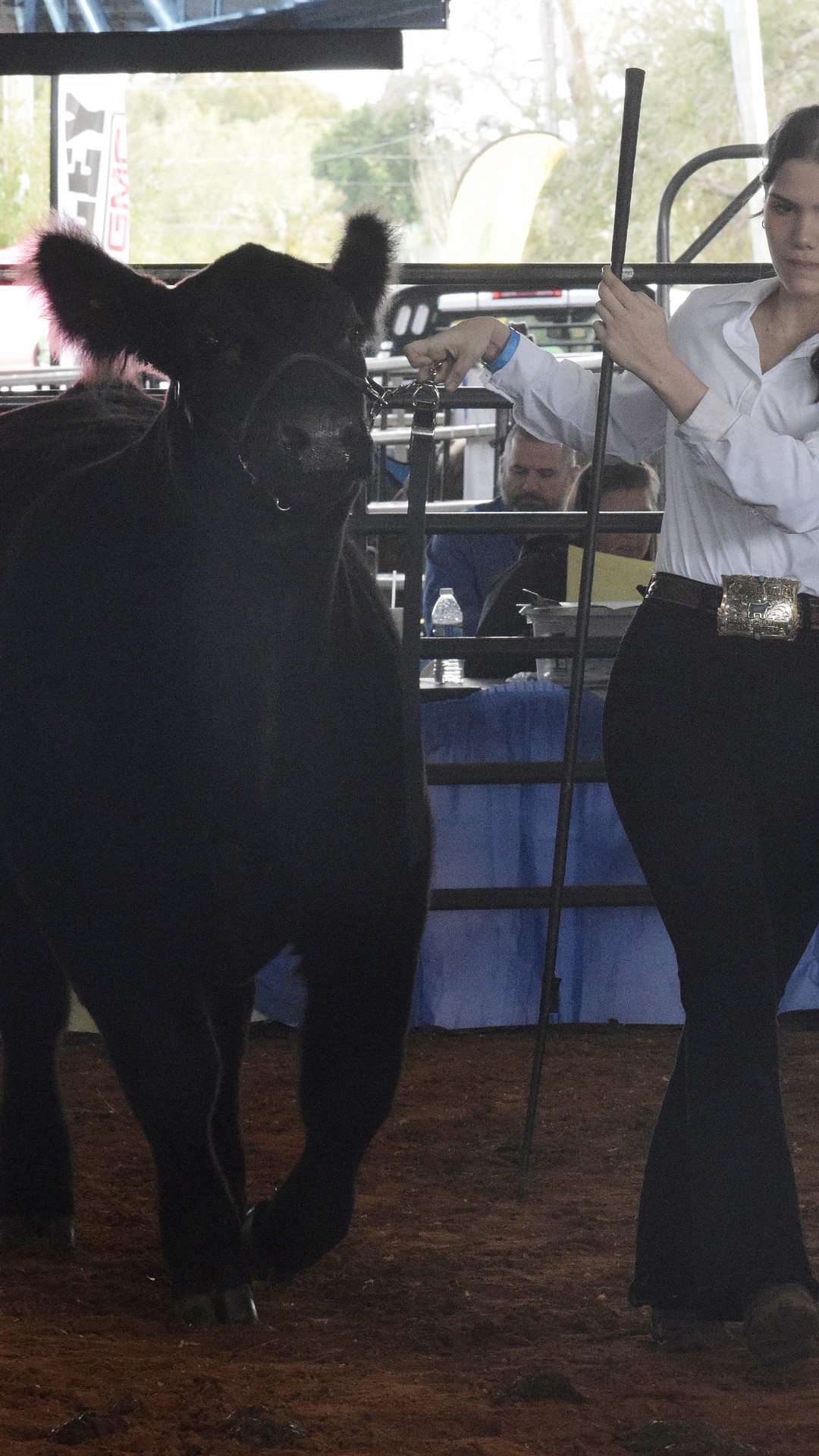 Students flourish at Manatee County Fair steer shows | Your Observer