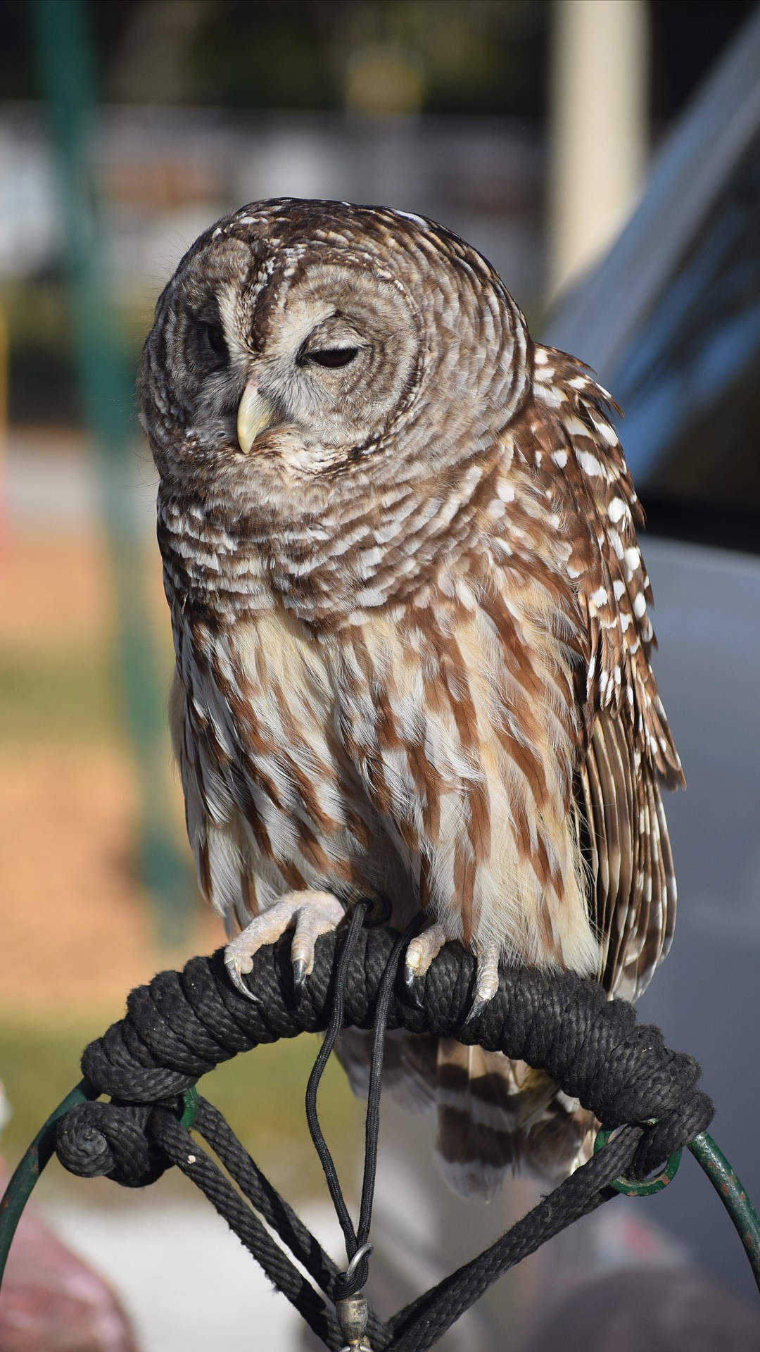 Lakewood Ranch campout becomes a neighborly adventure | Your Observer