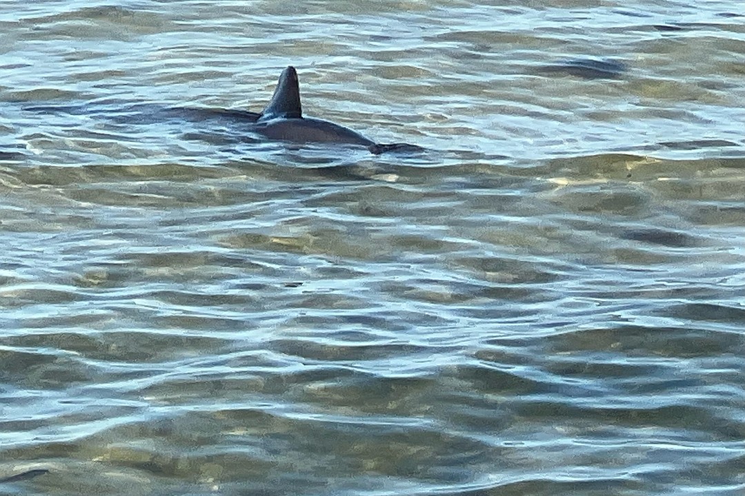 Stranded dolphin swims free with clean bill of health | Your Observer