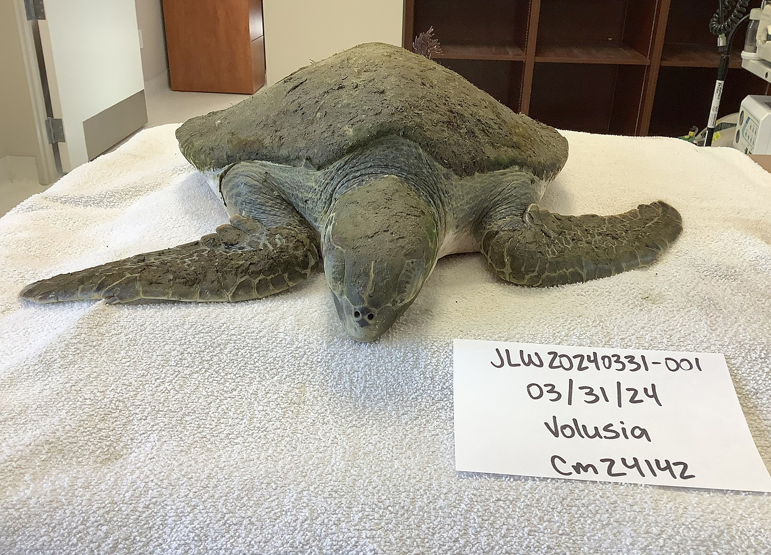 Marine Science Center to release four green sea turtles | Observer ...