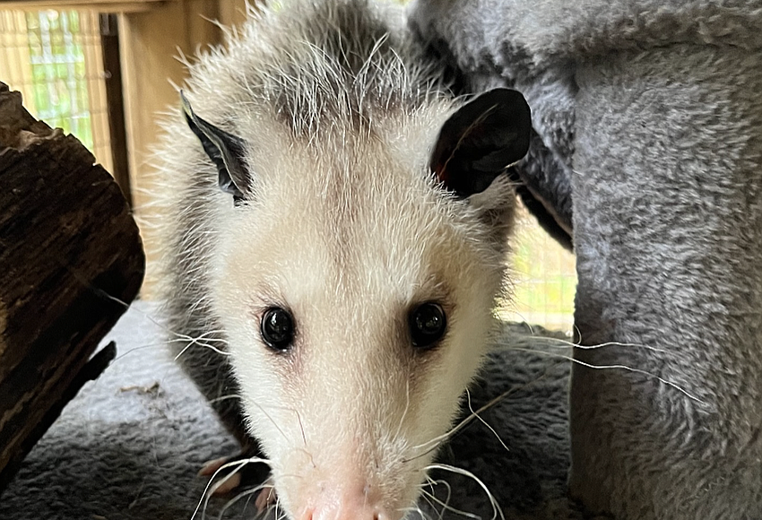 Pepper the ’possum joins ONP team | West Orange Times & Observer